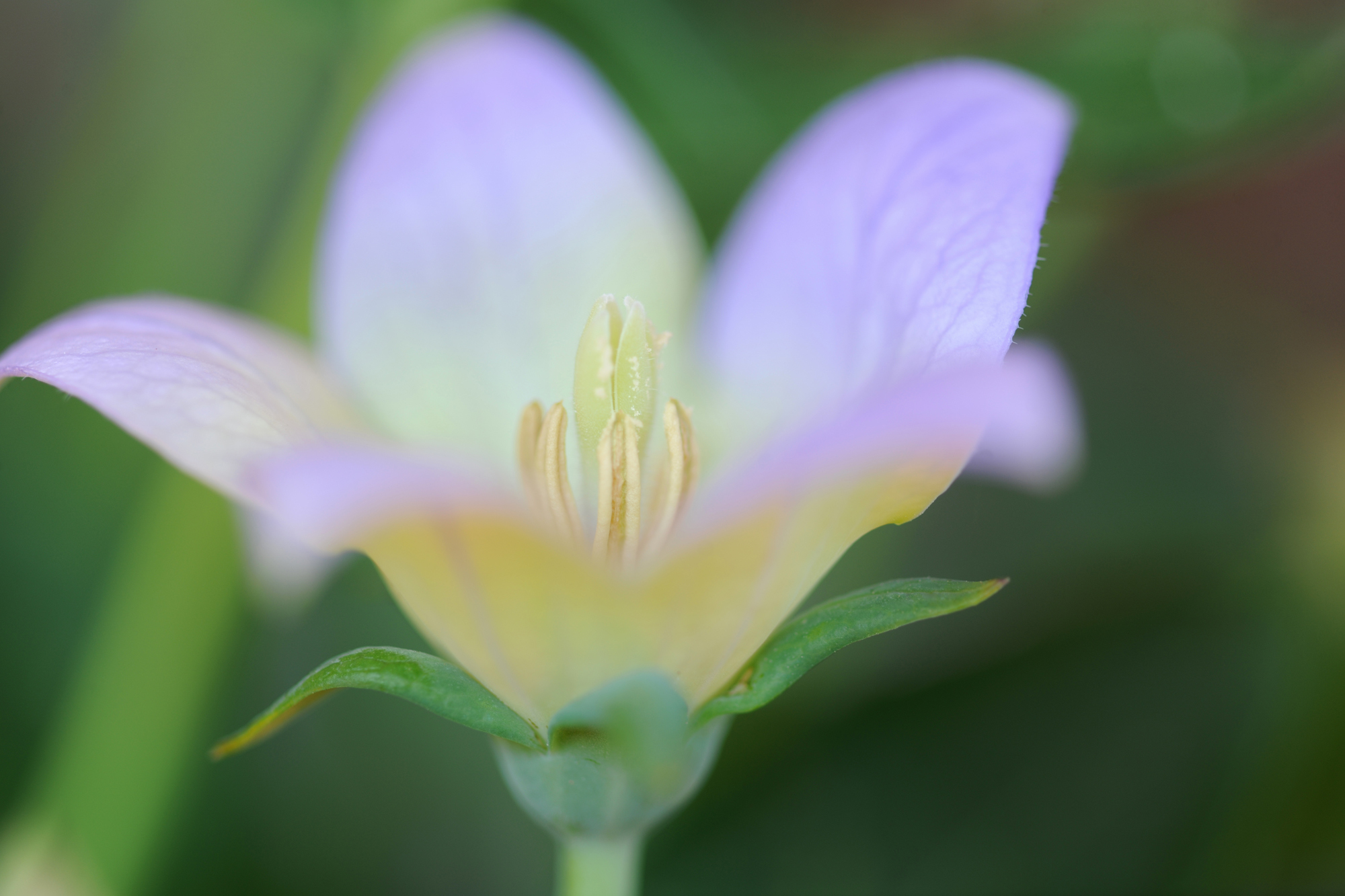 Josie Elias | Garden Photographer's Association