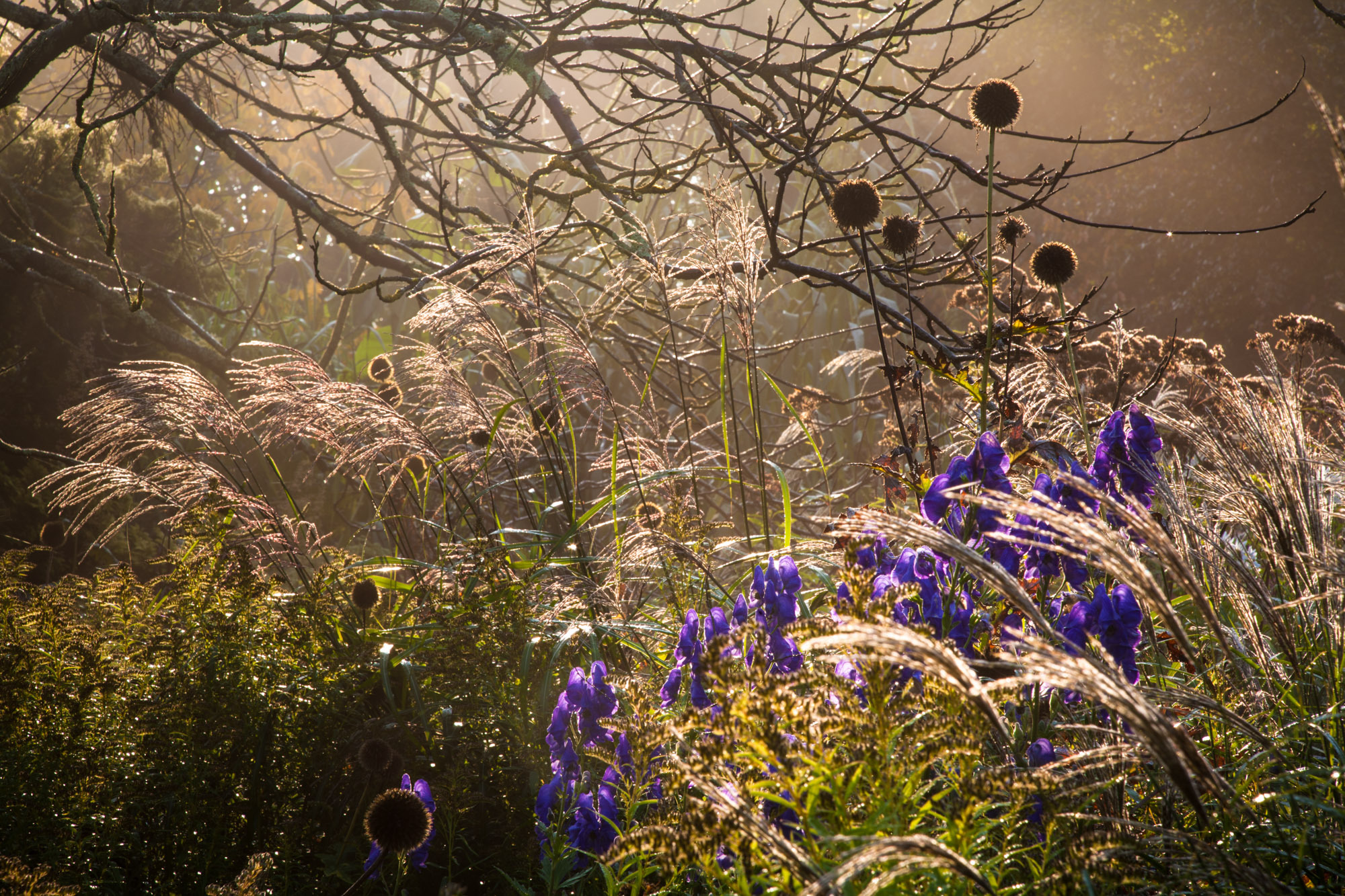 Royston Hunt | Garden Photographer's Association