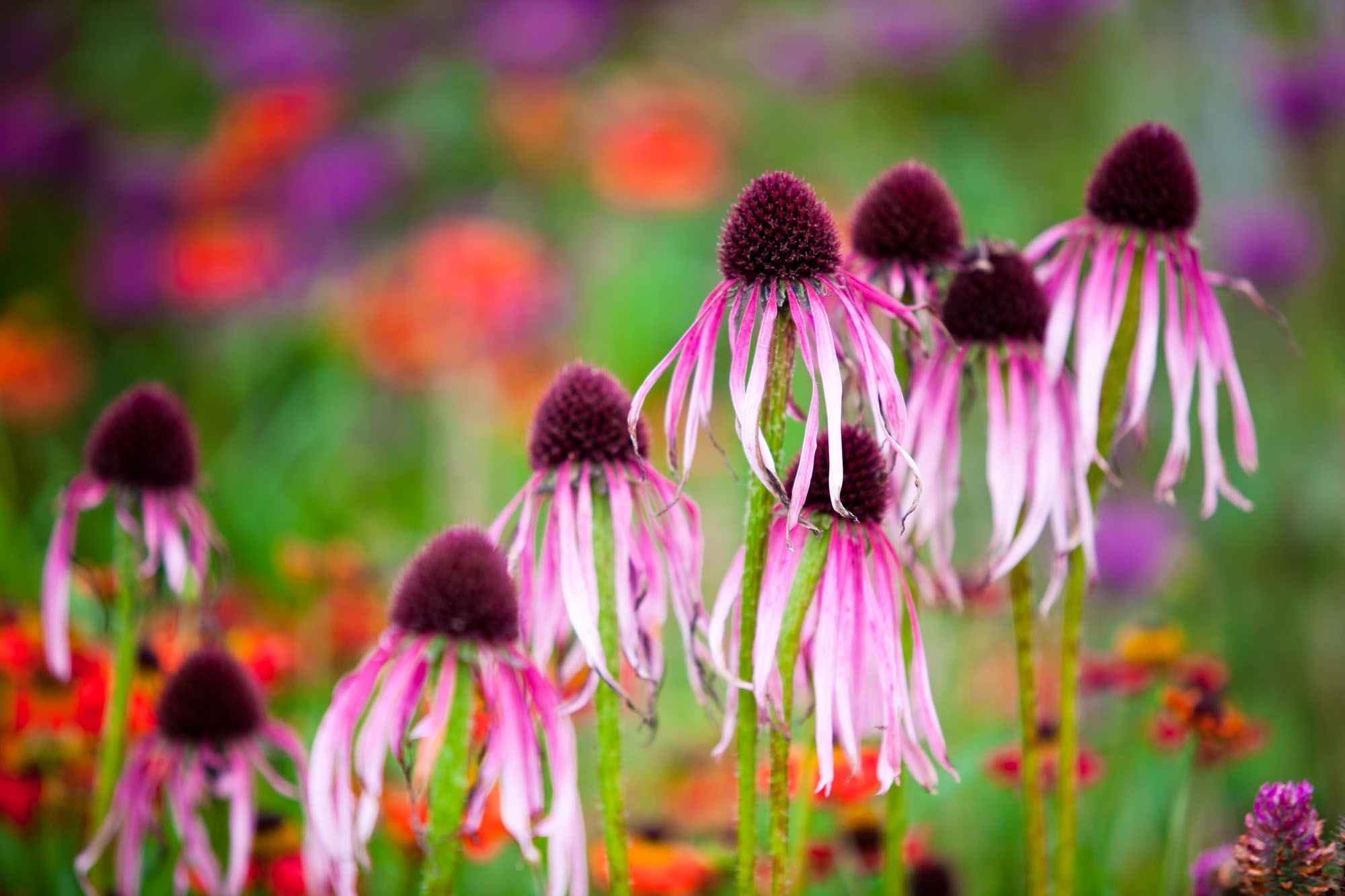 Richard Loader | Garden Photographer's Association
