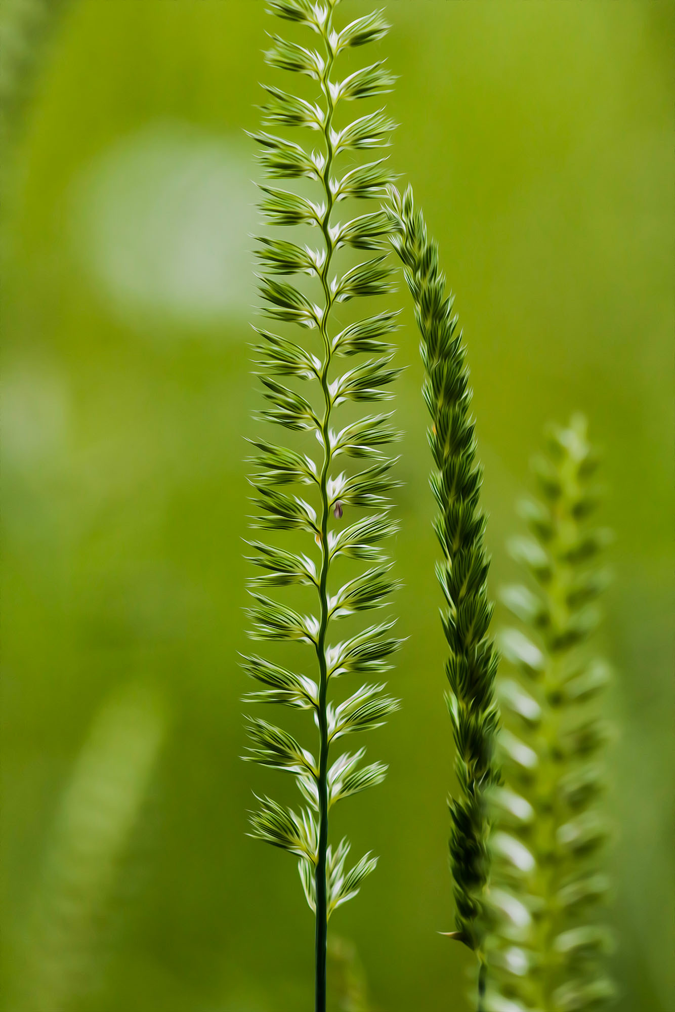 Richard Loader | Garden Photographer's Association