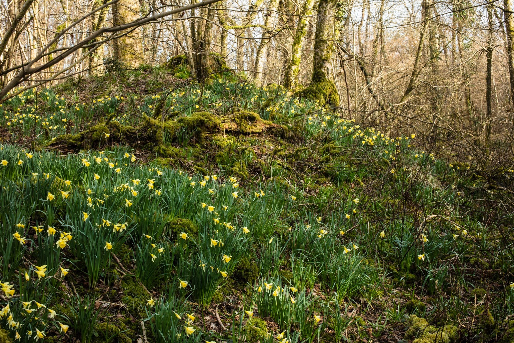 Royston Hunt | Garden Photographer's Association