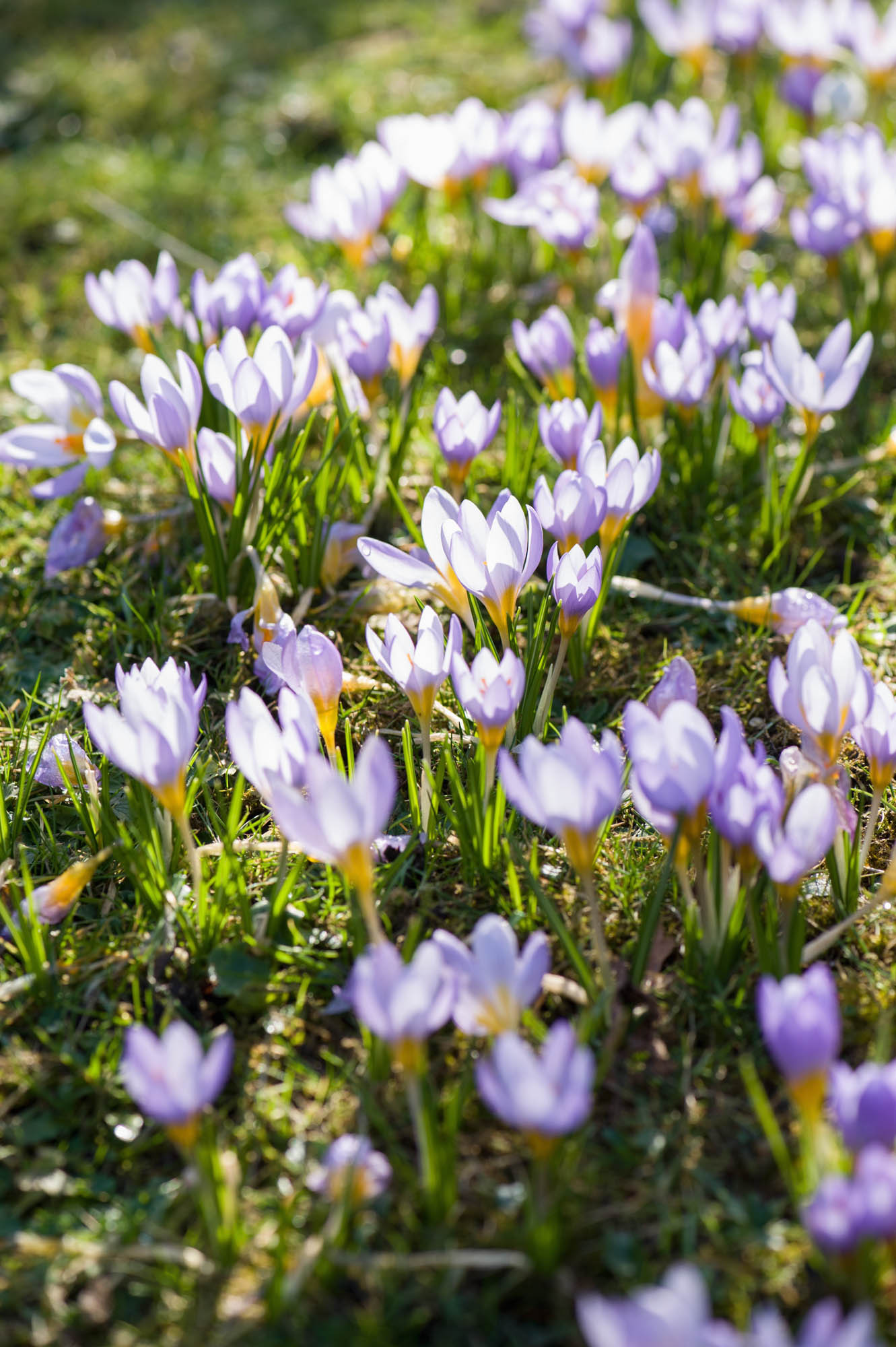 Carole Drake | Garden Photographer's Association
