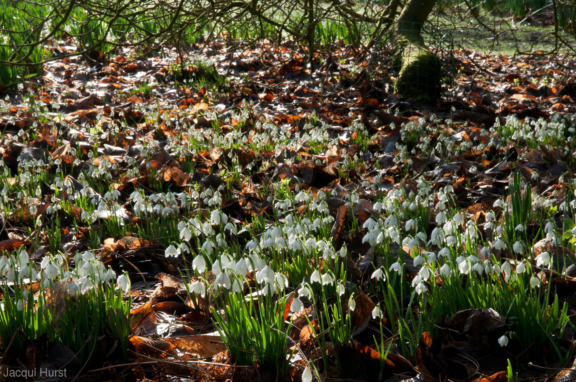 Jacqui Hurst | Garden Photographer's Association