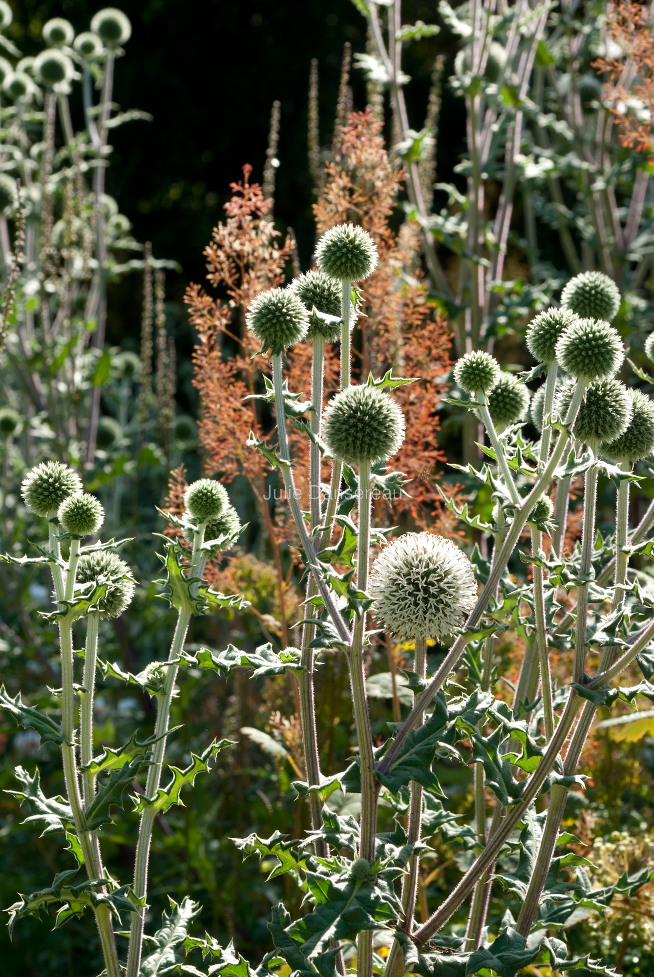 Julie Dansereau | Garden Photographer's Association