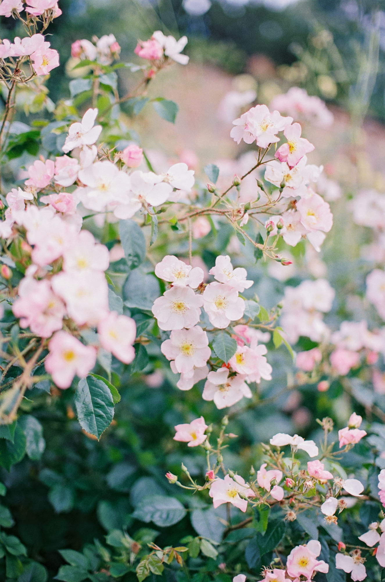 Gina Dover-Jaques | Garden Photographer's Association