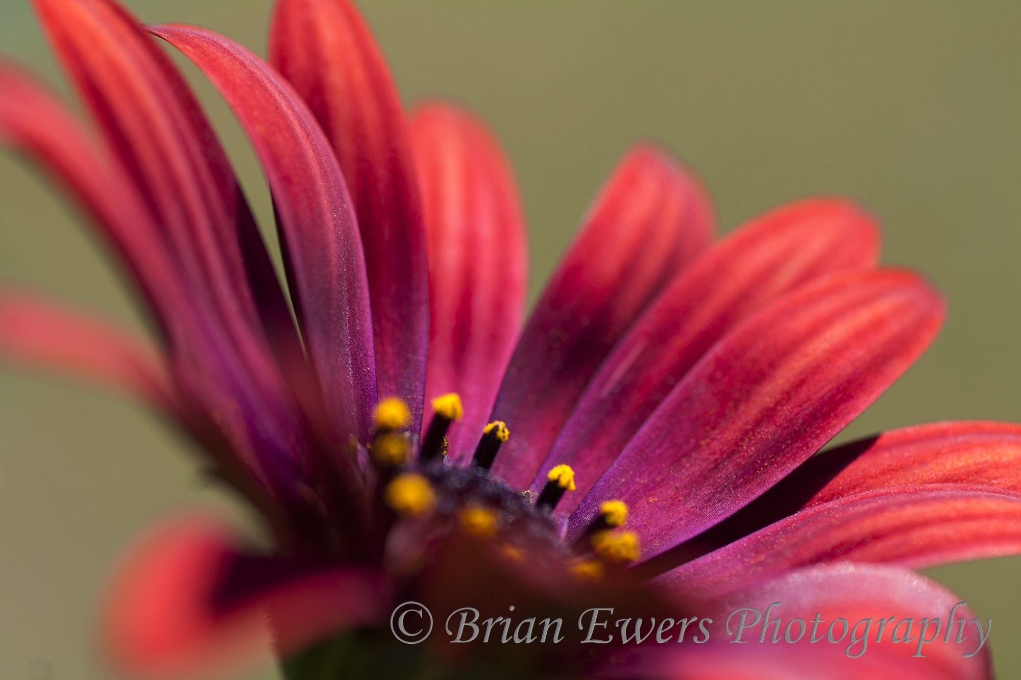 Brian Ewers | Garden Photographer's Association