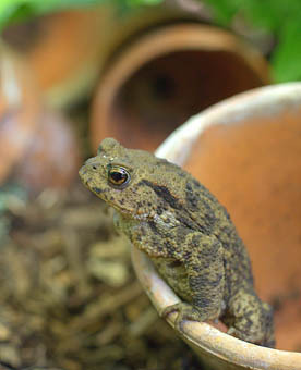 Richard Loader | Garden Photographer's Association