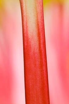 Jonathan Buckley | Garden Photographer's Association